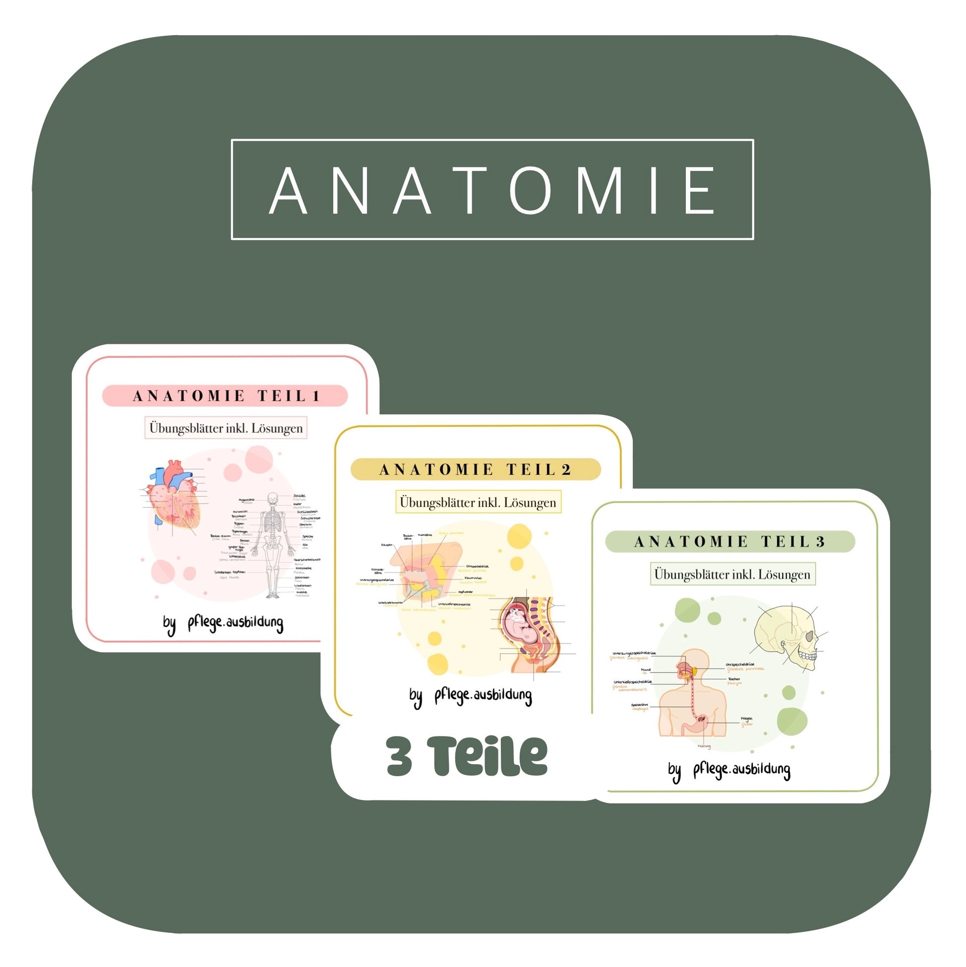Anatomie Übungsblätter – PFLEGELERNZETTEL